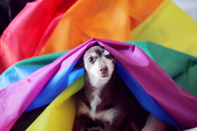 LGBTQ+ Dog Owners: Show Your Pride this June - Critter Mamas