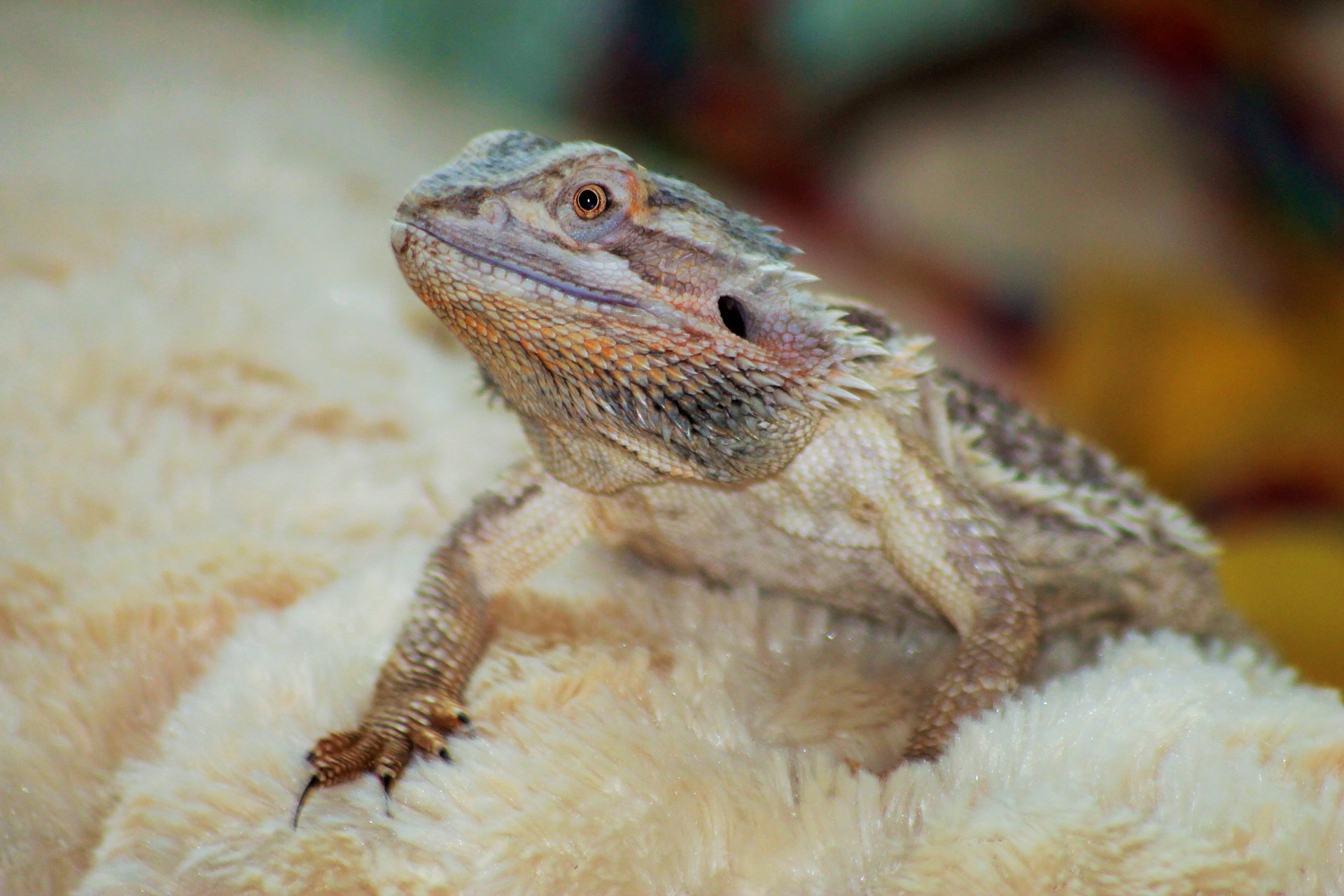 How to Entertain your Pet Bearded Dragon - Critter Mamas