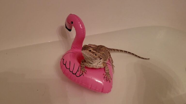 How to Entertain your Pet Bearded Dragon - Critter Mamas
